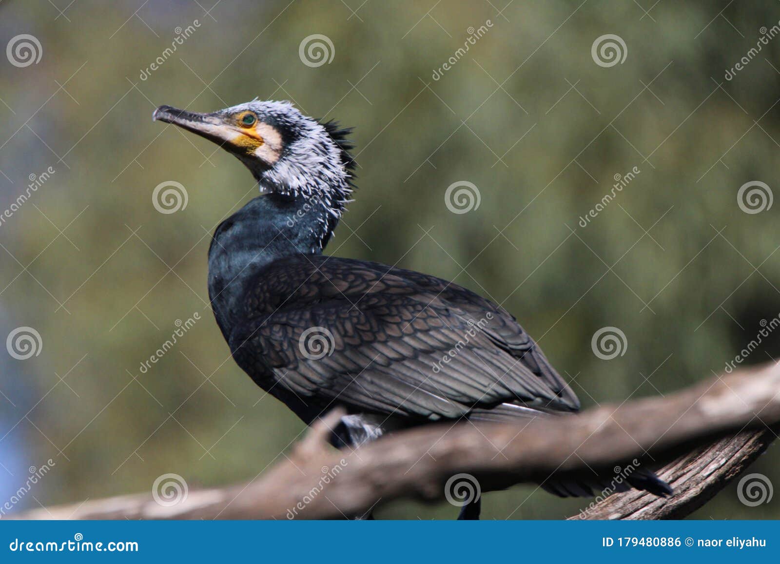 Big Bird Bl Sitting on the Tree Black Stock Photo - Image of sitting ...