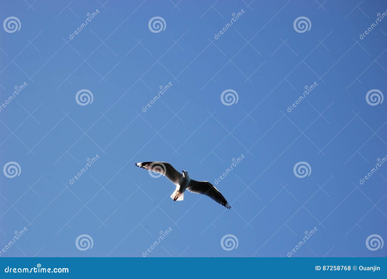A big bird in the blue sky stock photo. Image of flying - 87258768
