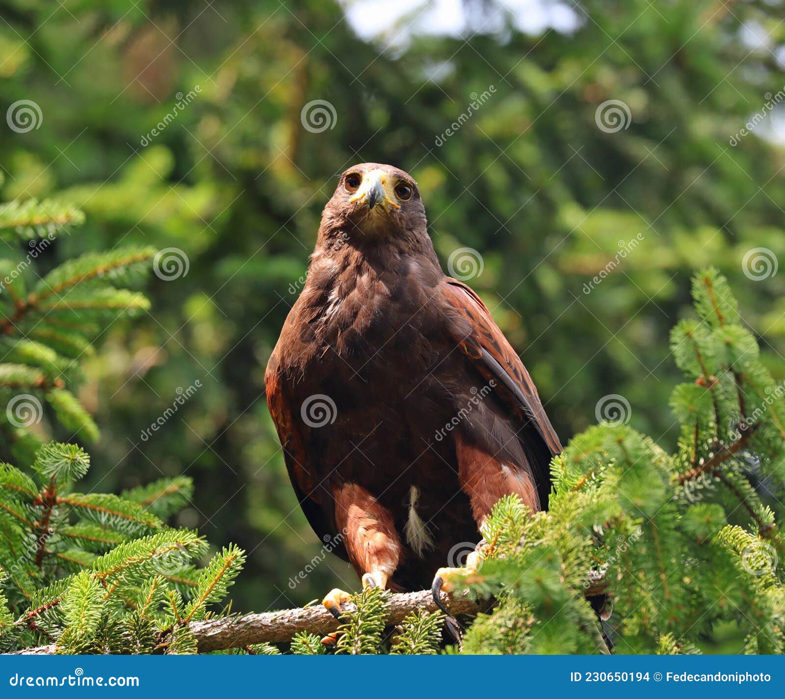 Big Bird Called Hawk of Harris or Peuco Stock Photo - Image of falconry ...