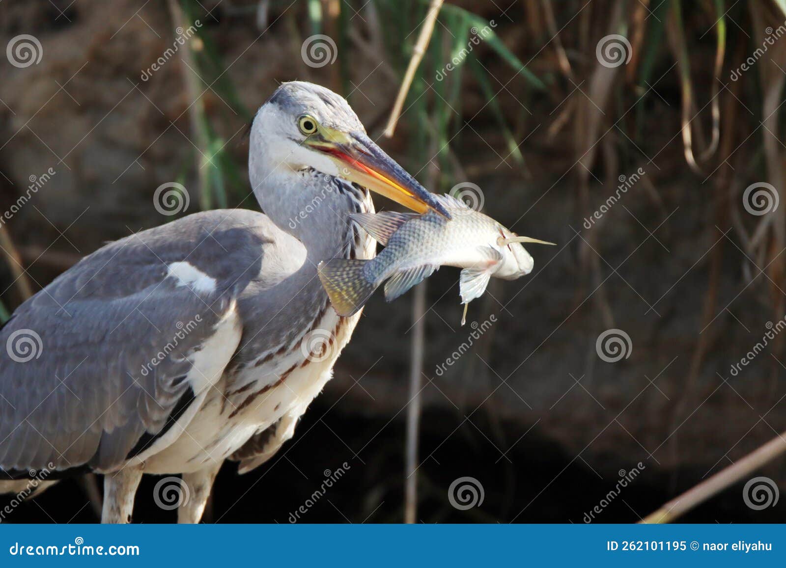 Big Bird Eating Small Fish in the River Stock Image - Image of river ...