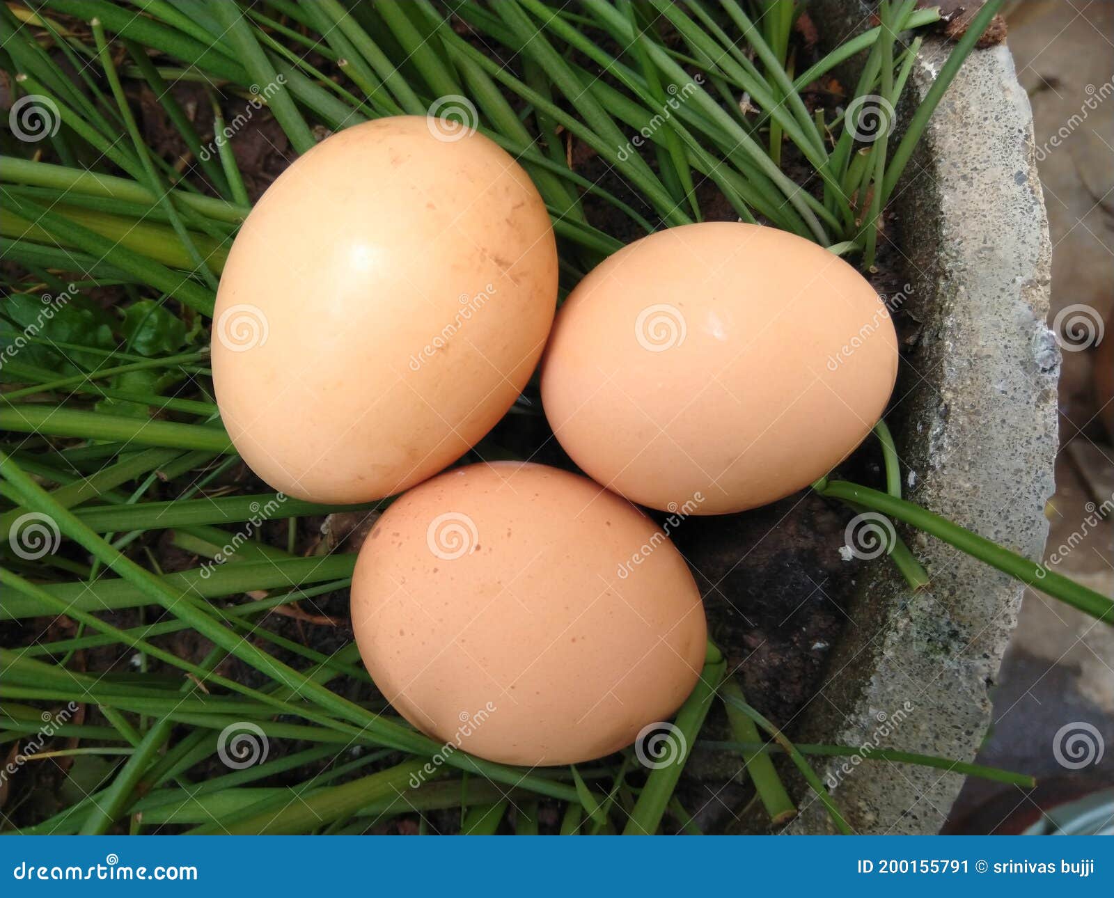Big Bird Eggs in the Nest Looks Colourful and Beautiful Stock Image ...