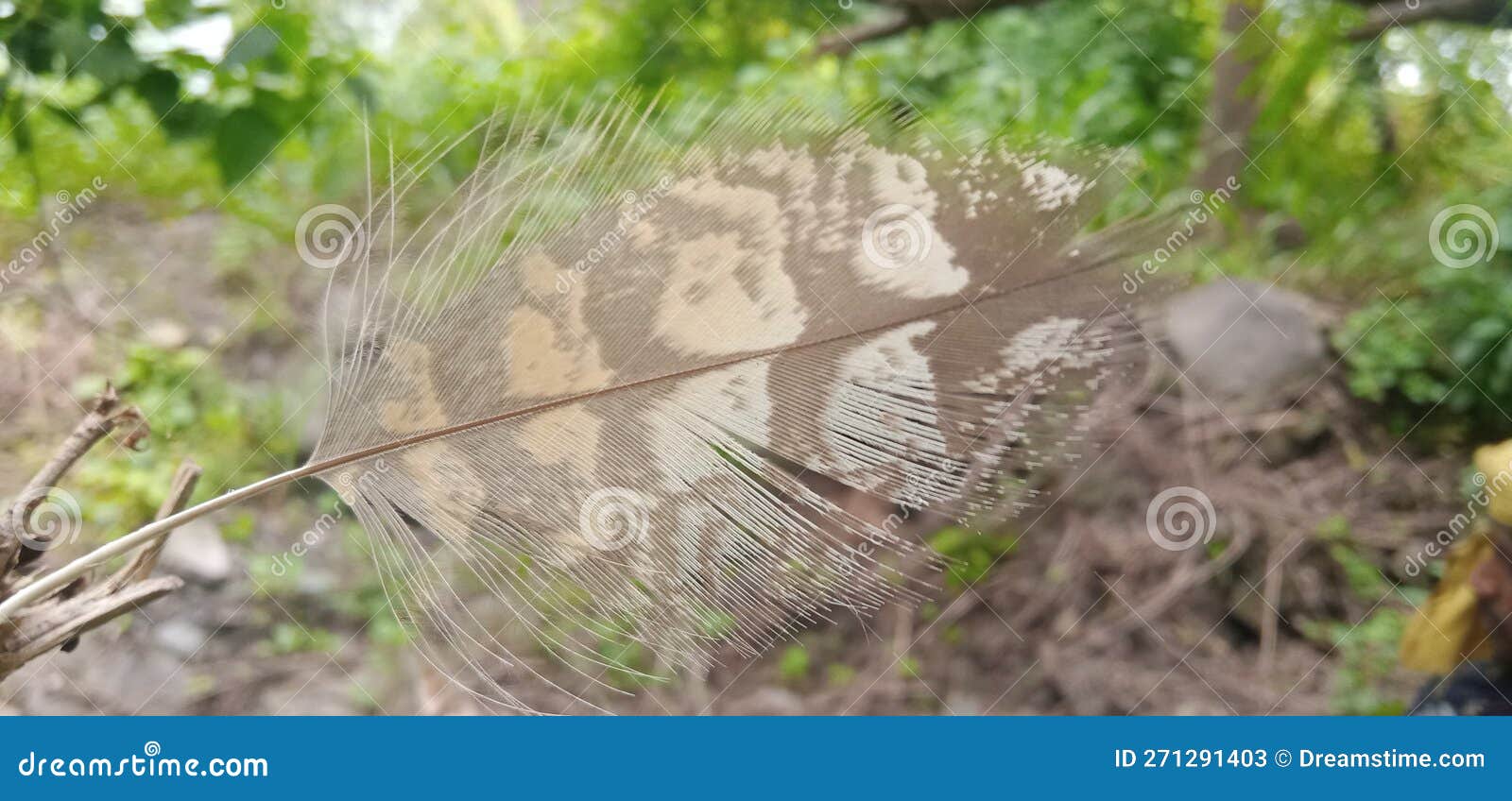 Big Bird feather in forest stock image. Image of forest - 271291403