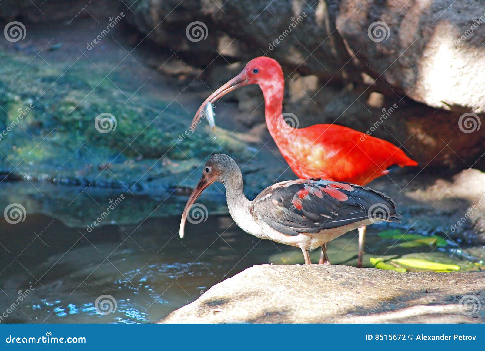 Big bird is fishing stock photo. Image of beak, animal - 8515672