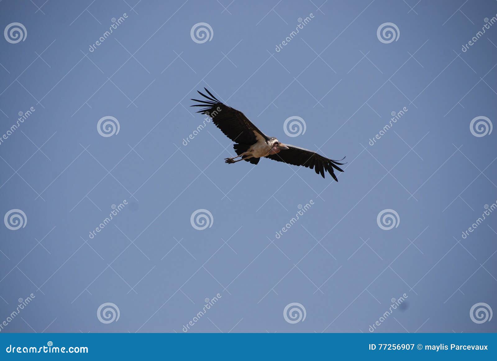 Big Bird Flying stock image. Image of flying, blue, beautiful - 77256907