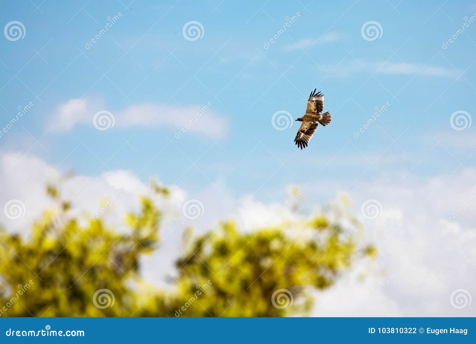 Big Bird Flying in the Sky of Kenya Stock Photo - Image of animal ...
