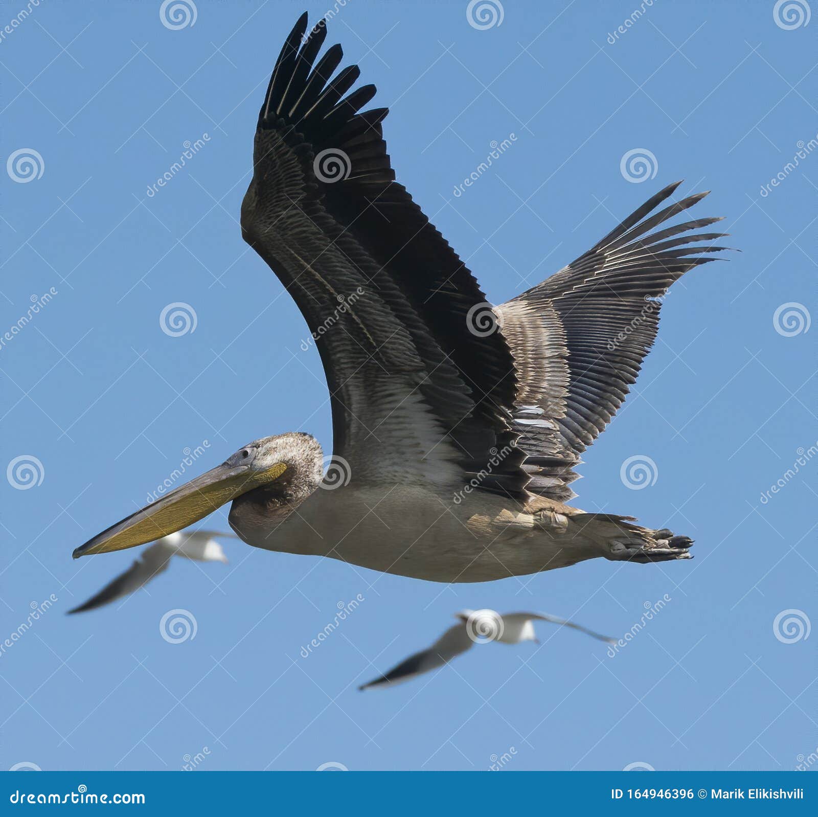 Big Bird flying in sky stock photo. Image of clouds - 164946396