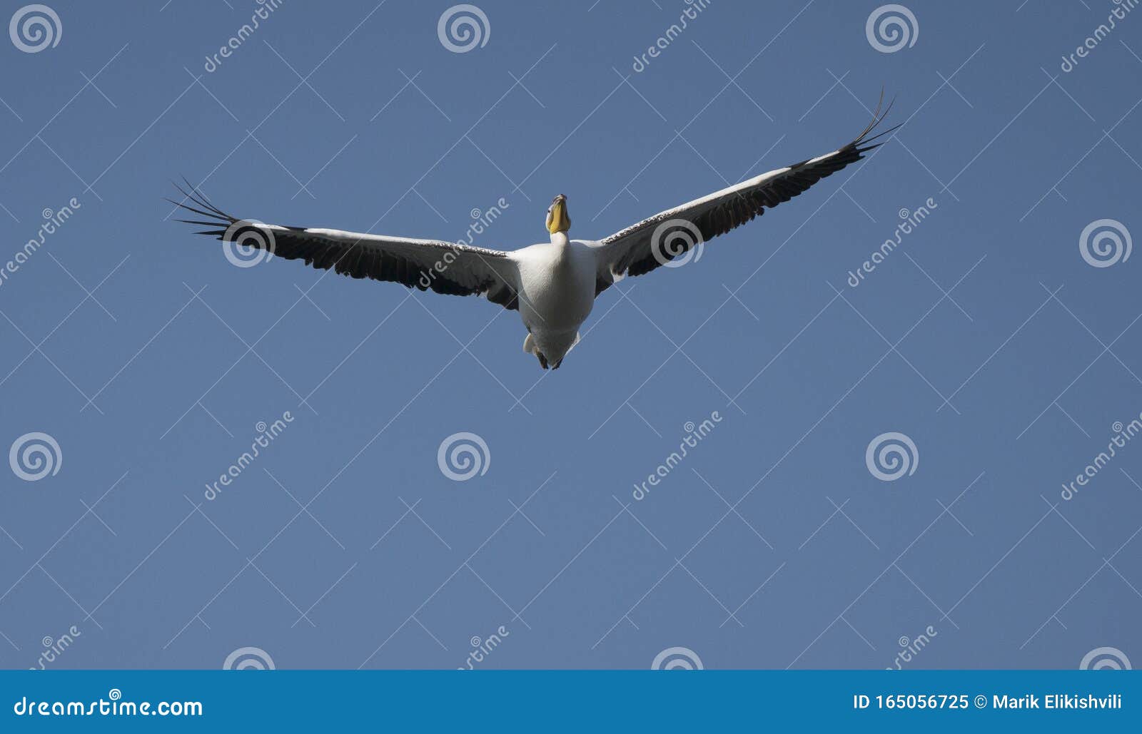 Big Bird flying in sky stock image. Image of beautiful - 165056725