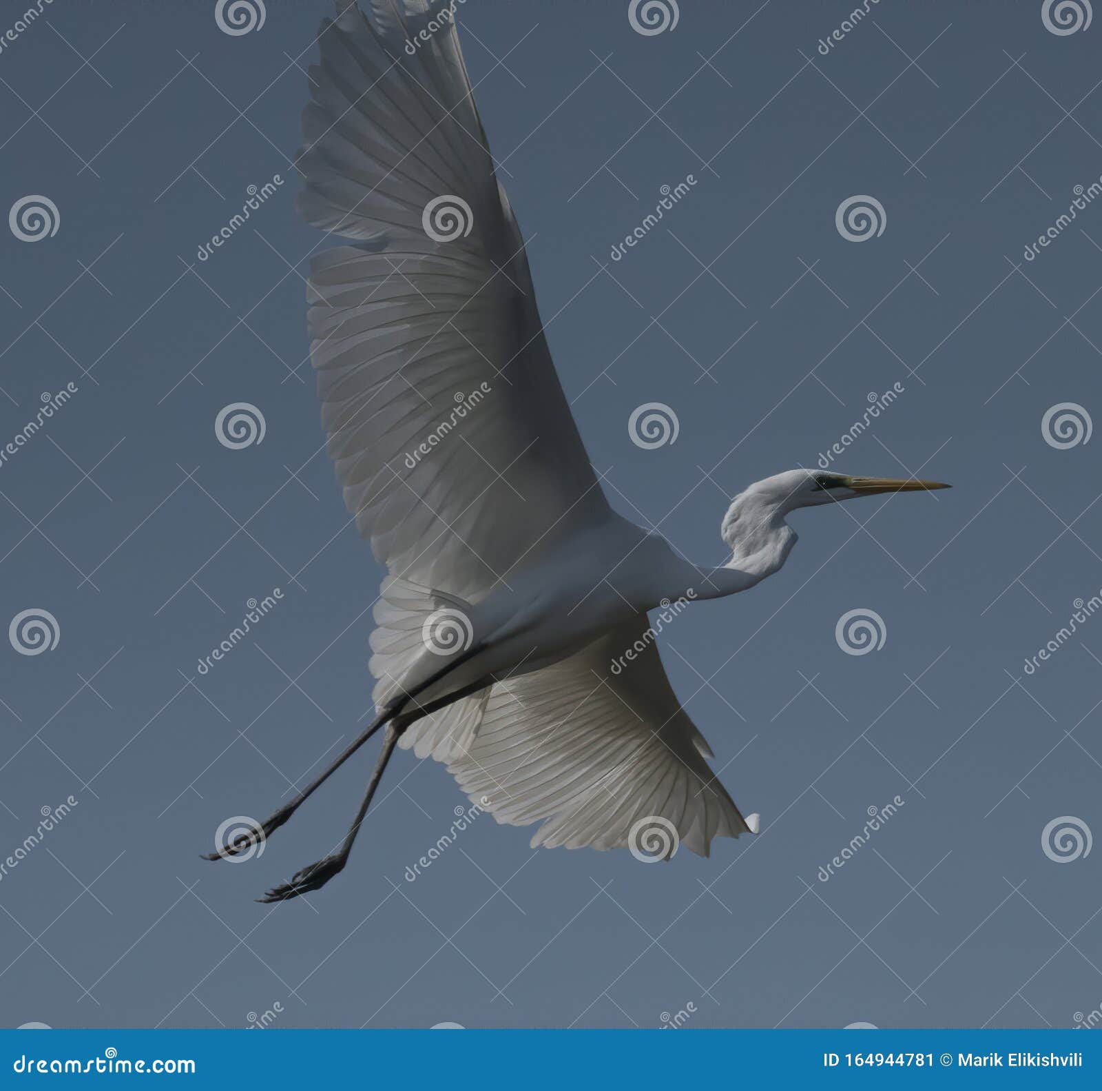 Big Bird flying in sky stock image. Image of birds, nice - 164944781