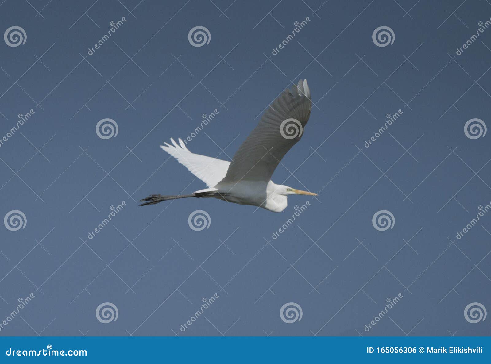 Big Bird flying in sky stock photo. Image of cloud, bird - 165056306