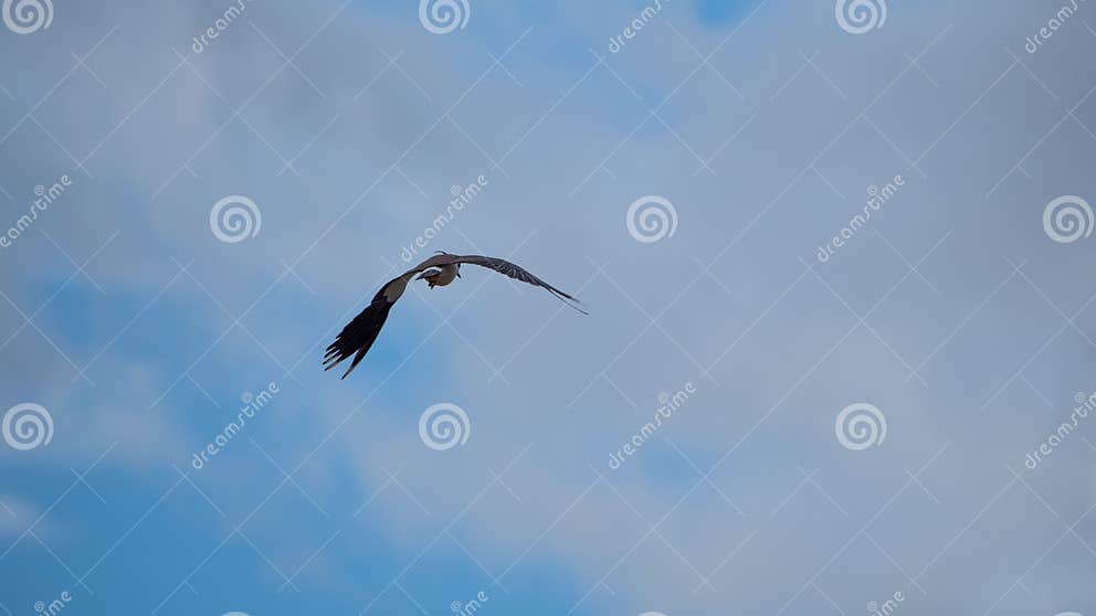 Big Bird Flying in the Sunny Sky Stock Image - Image of outdoor, beak ...