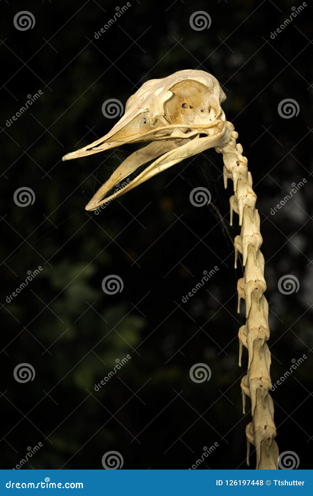 Big bird fossils editorial stock photo. Image of geology - 126197448