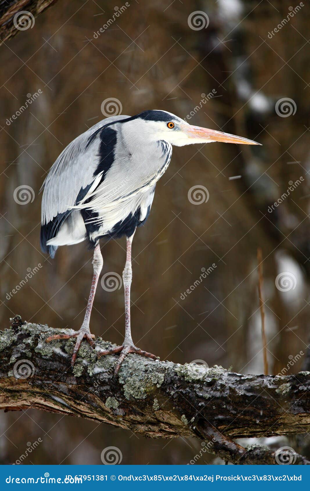 Big Bird Grey Heron Sitting on the Tree with Snow Flake and Wind Stock ...