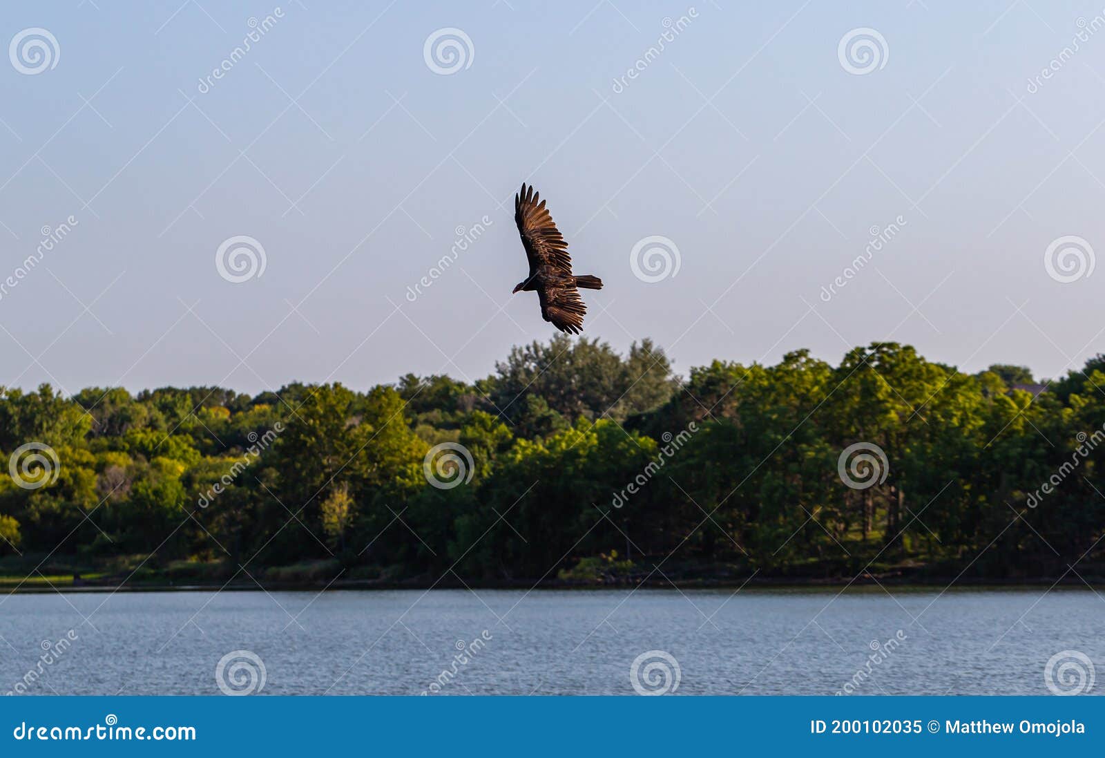 A Big Bird, Hawk in Flight Over the Water of a Lake Stock Image - Image ...
