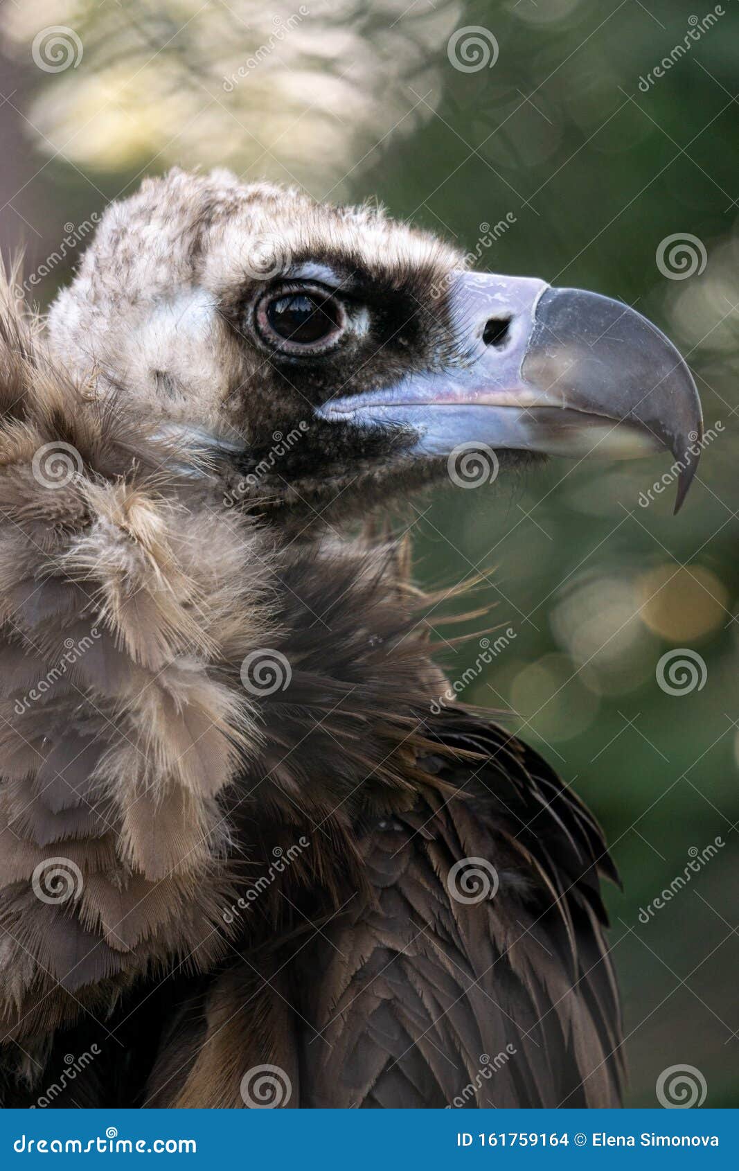 Big bird head in zoo stock photo. Image of head, bird - 161759164