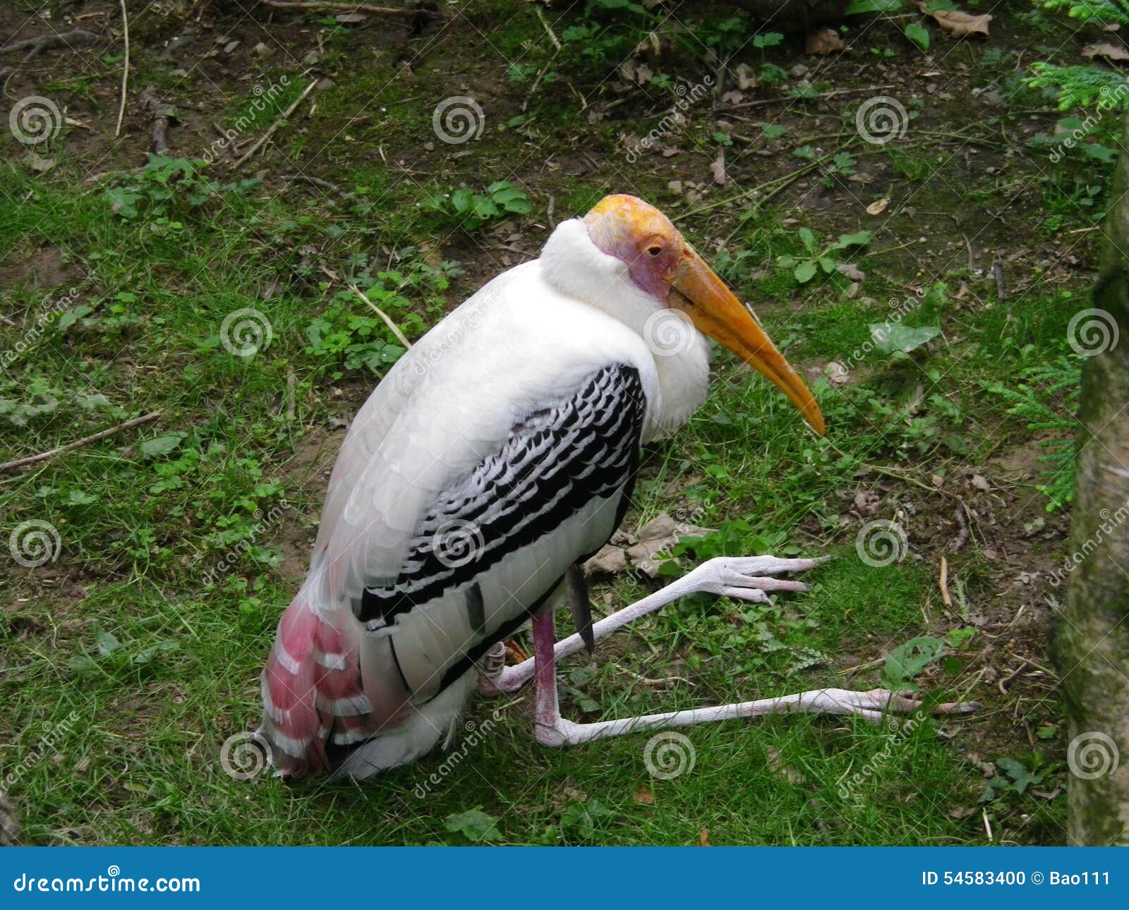 Big Bird stock photo. Image of wildlife, long, nature - 54583400