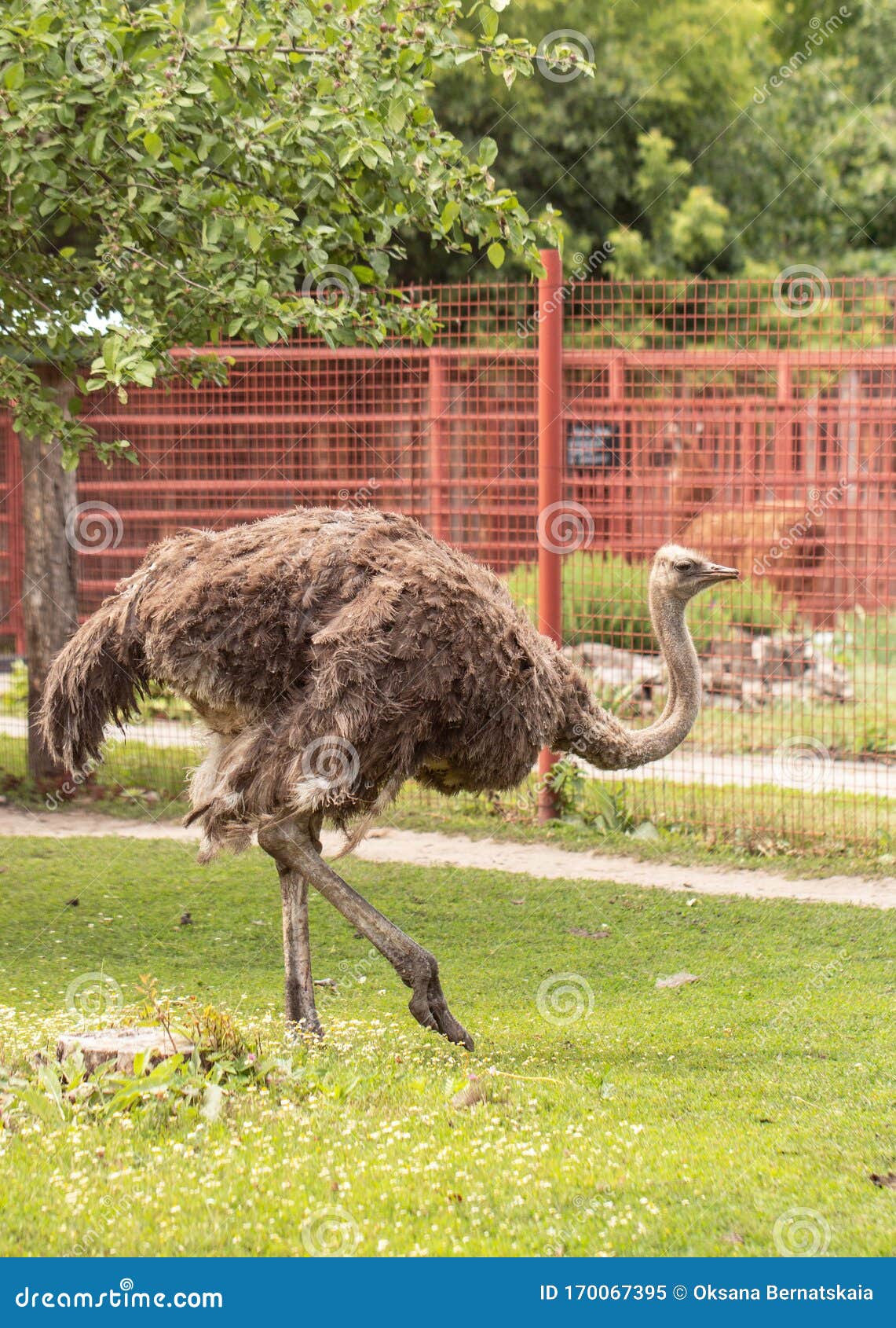 Big bird ostrich on a walk stock image. Image of nature - 170067395