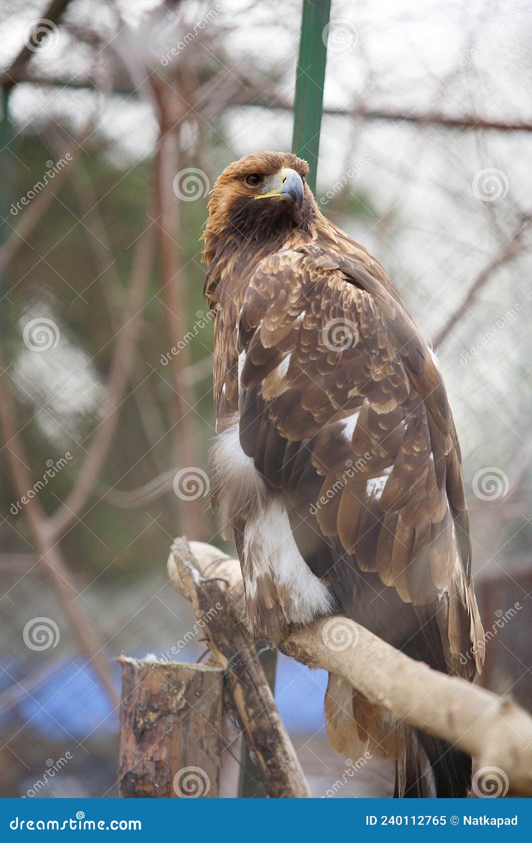A Big Bird of Prey Eagle Sitting on a Branch Stock Image - Image of ...