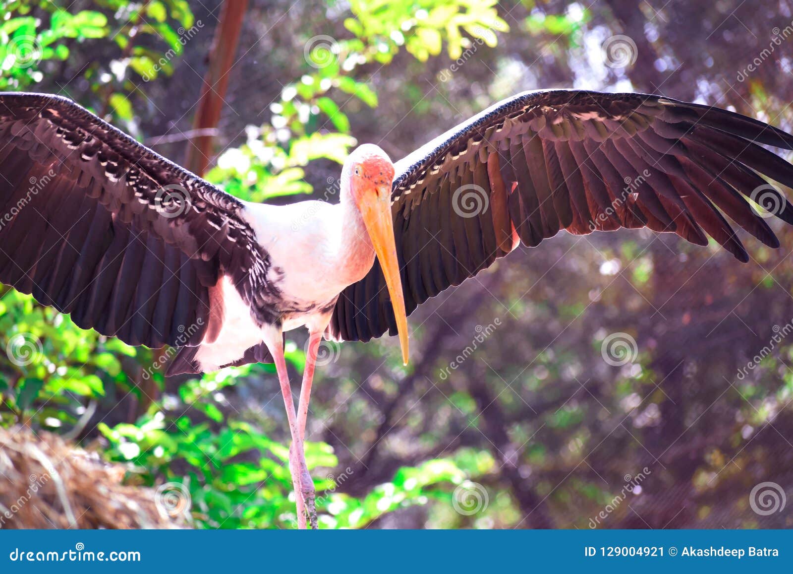 BIG BIRD with OPEN WINGS stock image. Image of exotic - 129004921