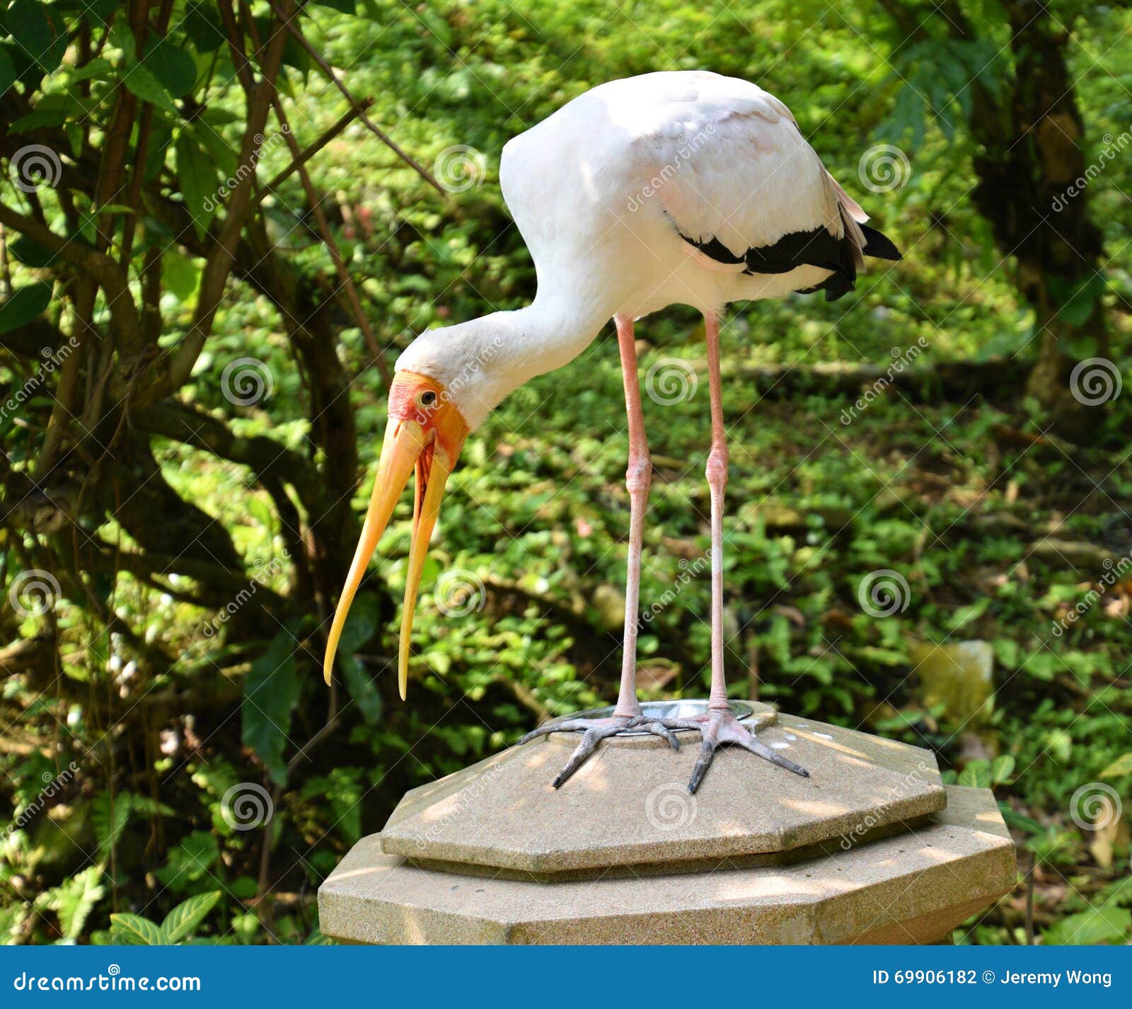 Big bird stock photo. Image of travel, historic, watching - 69906182