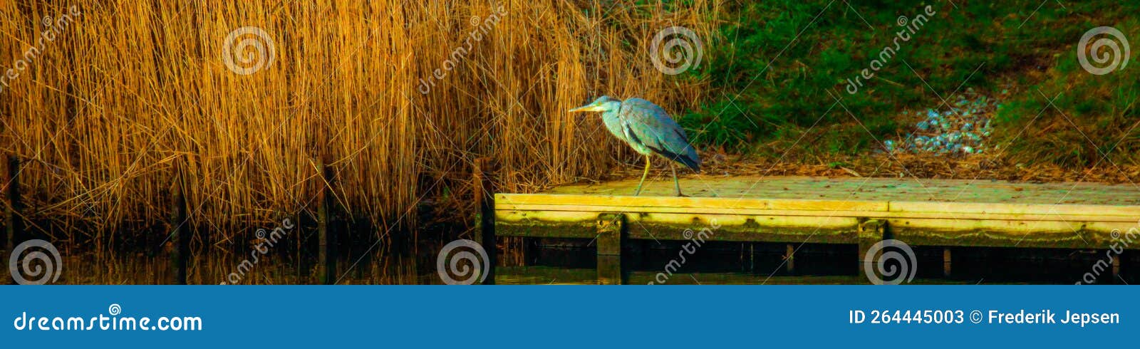 A Bird Sunbathing On The Beach Royalty-Free Stock Photo | CartoonDealer ...