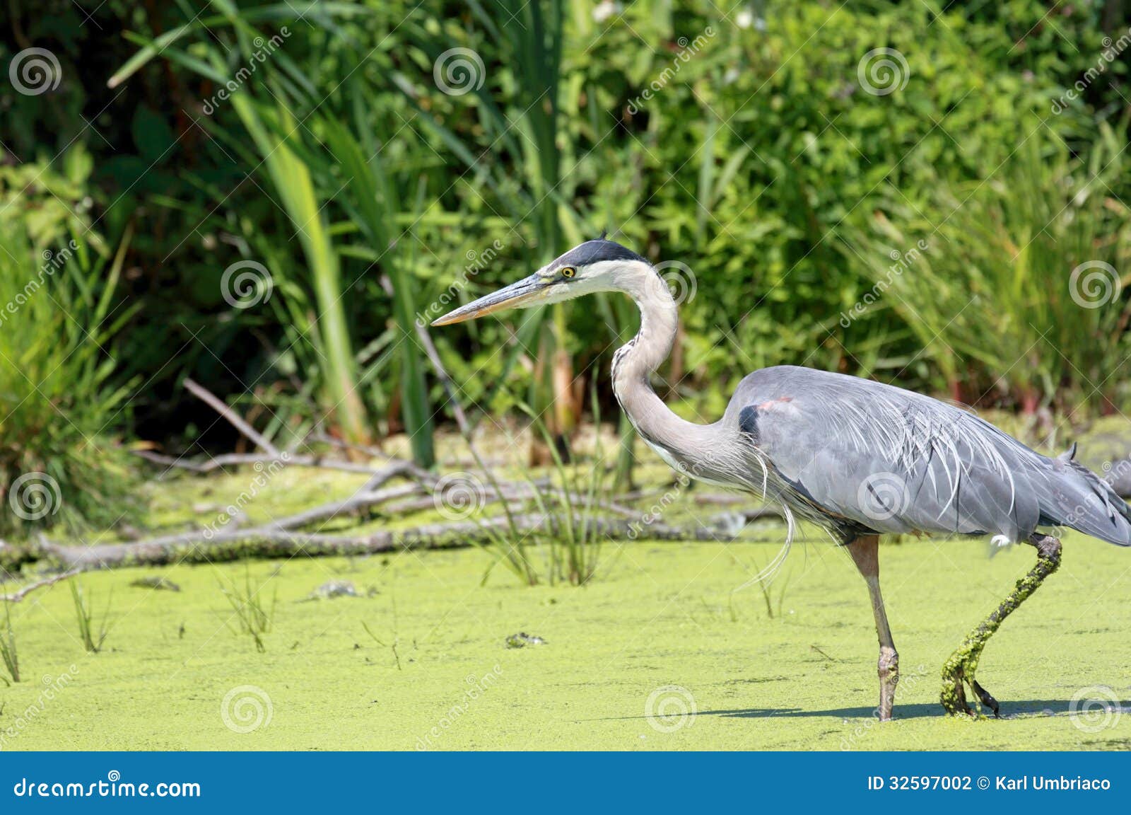 Big bird in a swamp stock photo. Image of animal, beauty - 32597002