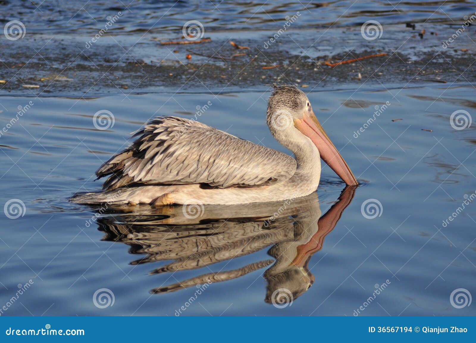The Big Bird Swimming in Water Stock Photo - Image of graceful, duck ...