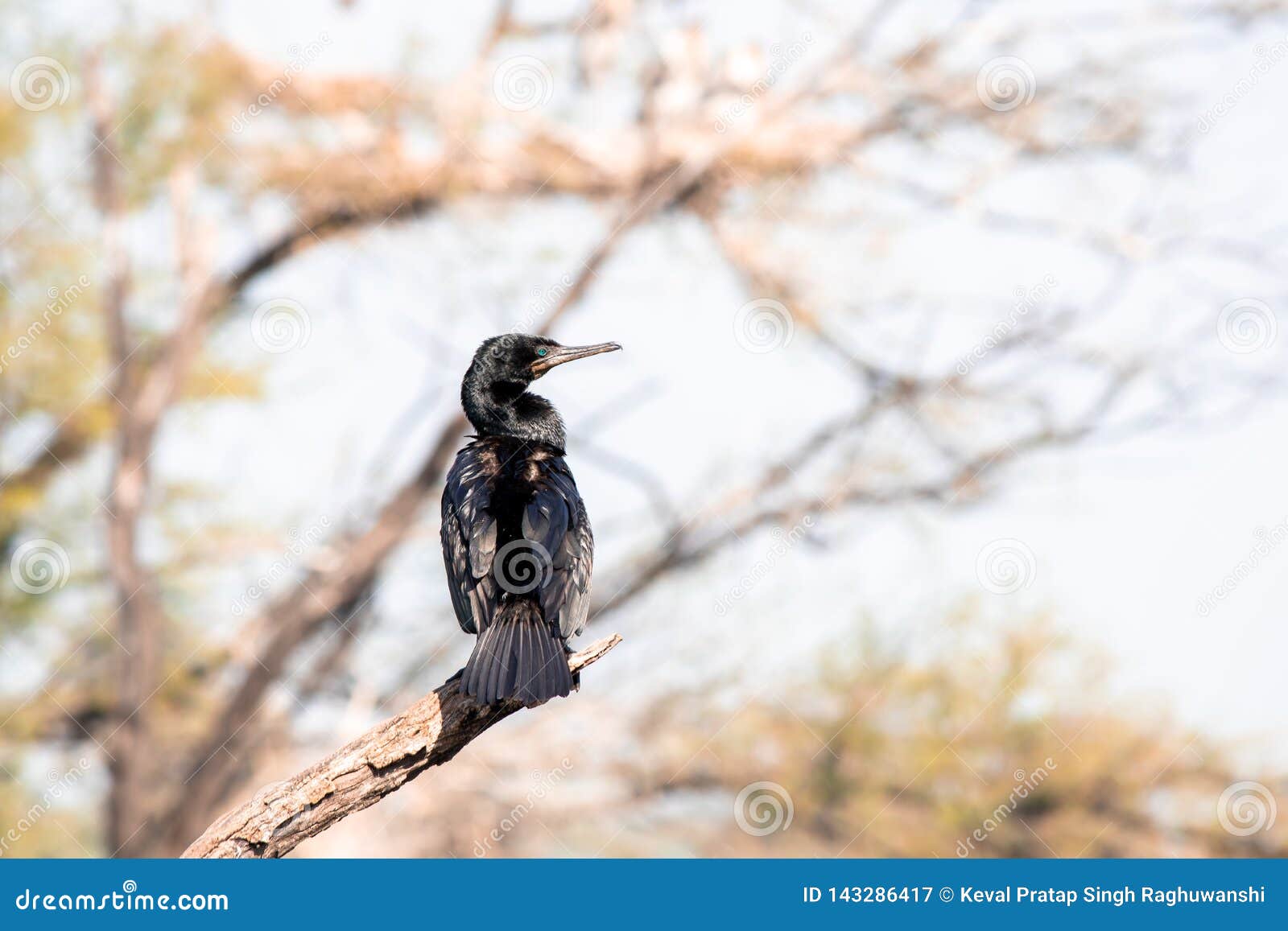 A big bird on tree branch stock image. Image of path - 143286417