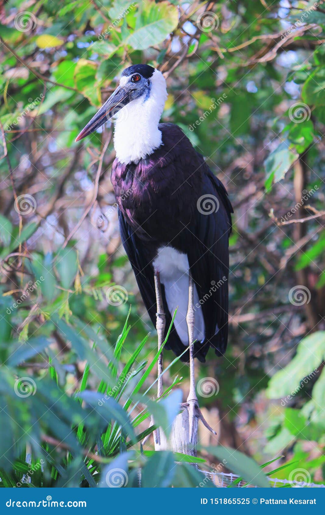 Big bird stock image. Image of wild, white, park, natural - 151865525