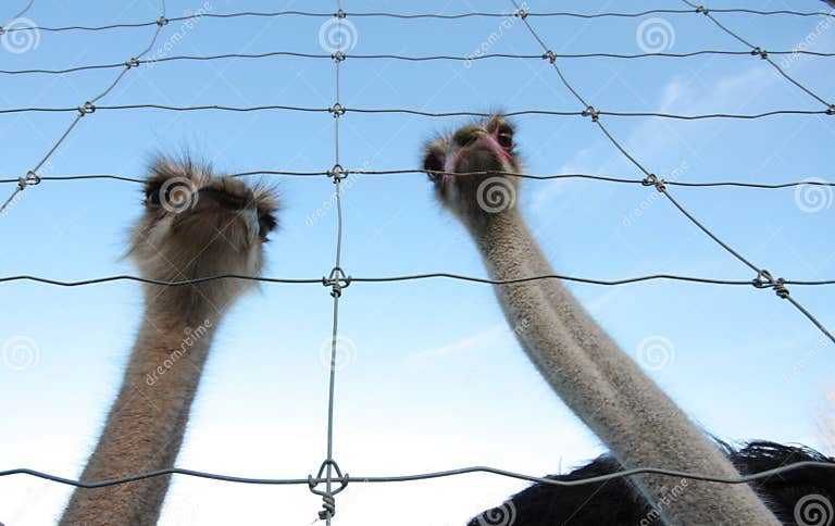 Big Birds stock photo. Image of animal, look, lashes, bird - 5448366