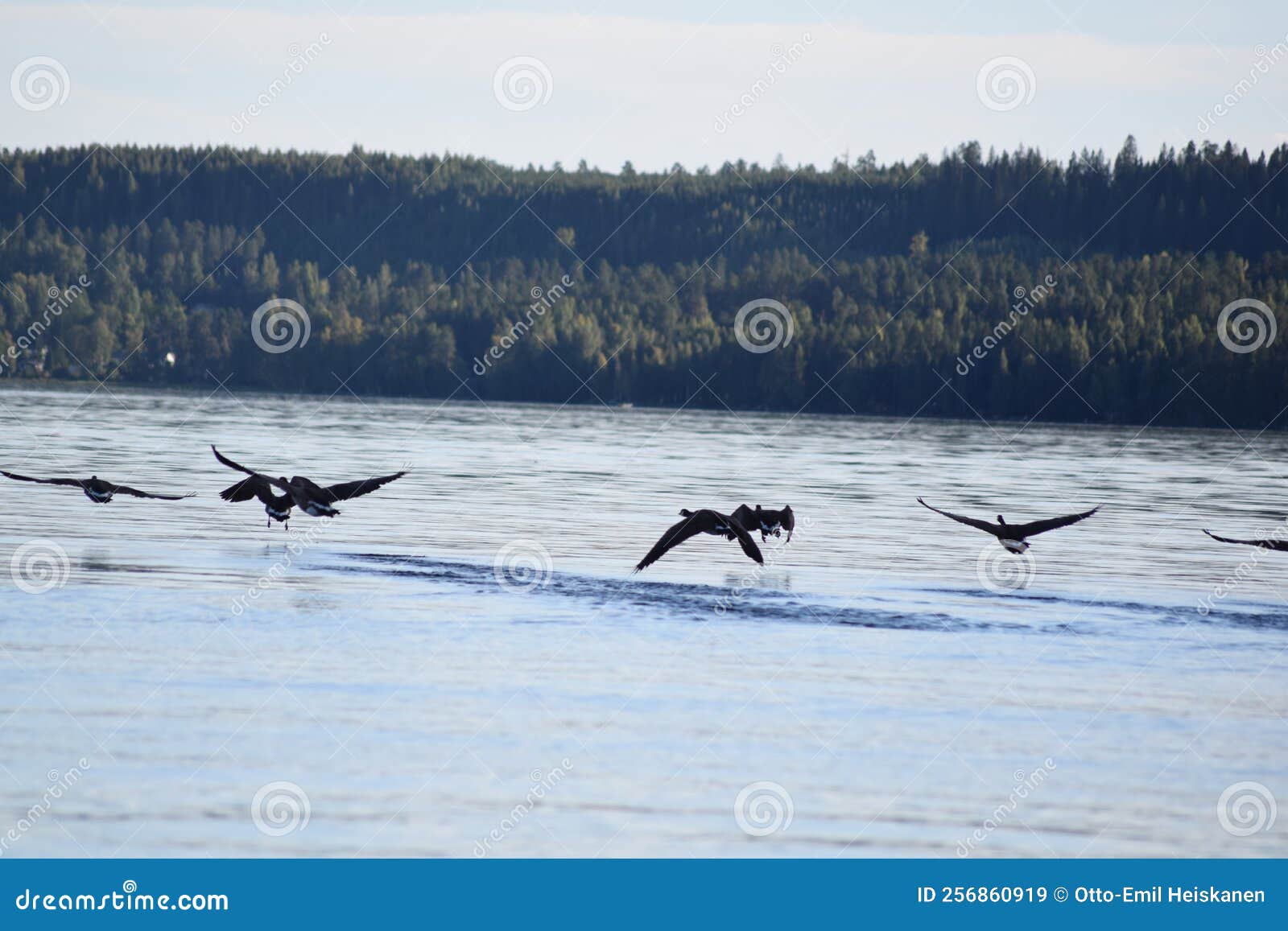 Big birds flying on a lake stock image. Image of birds - 256860919