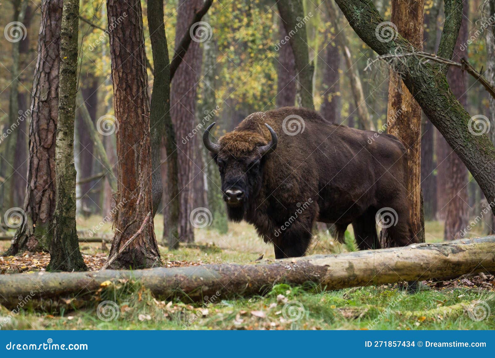 Big Bison in the Autumn Old Forest Stock Photo - Image of wild, autumn ...