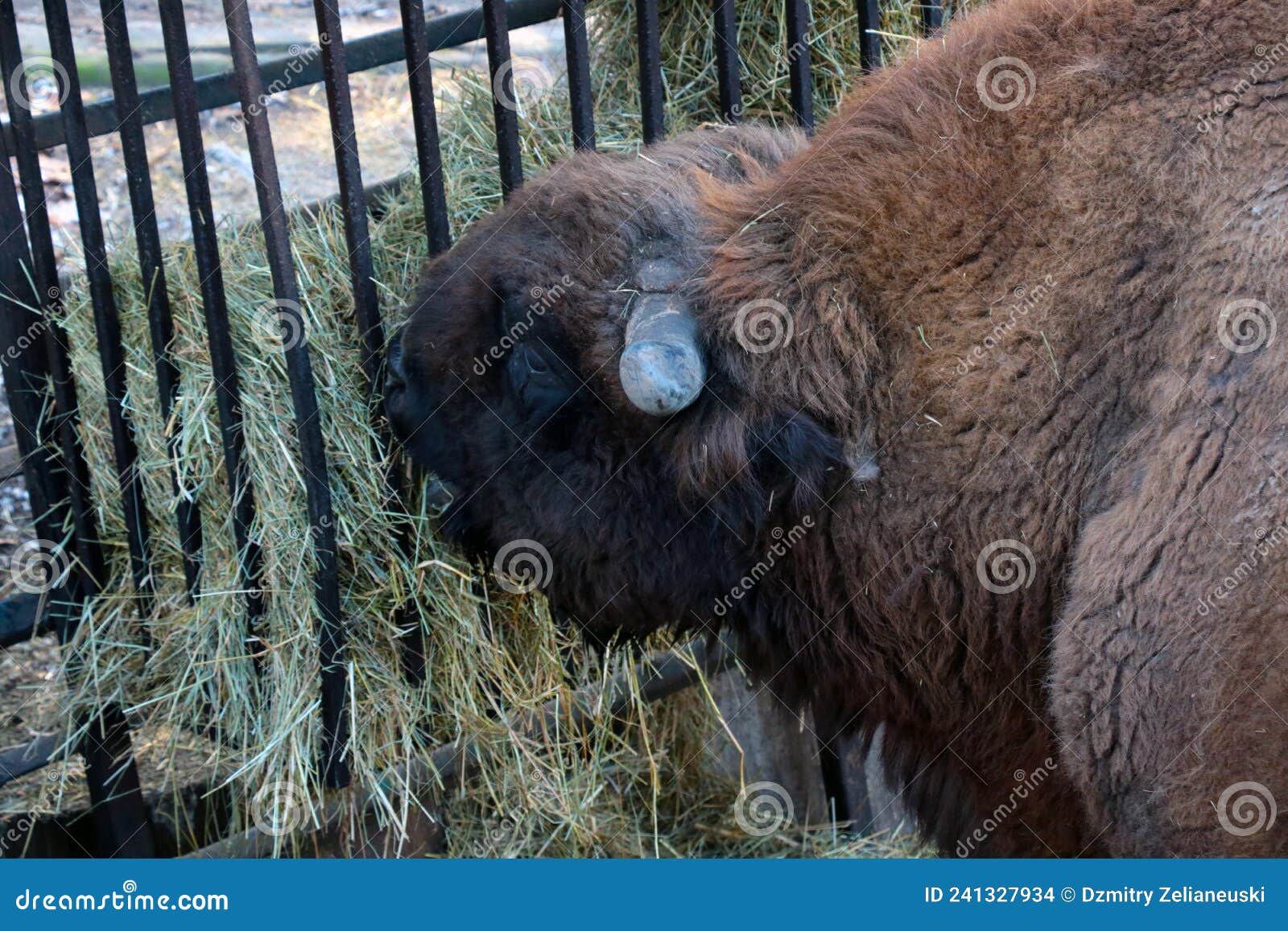 A Big Bison Eats Hay in an Animal Park. Wildlife. Stock Photo - Image ...