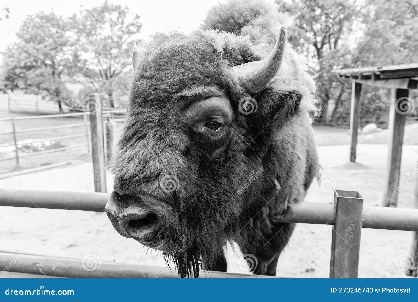 Big Bison Head in Animal Park Outdoor Stock Image - Image of farm ...