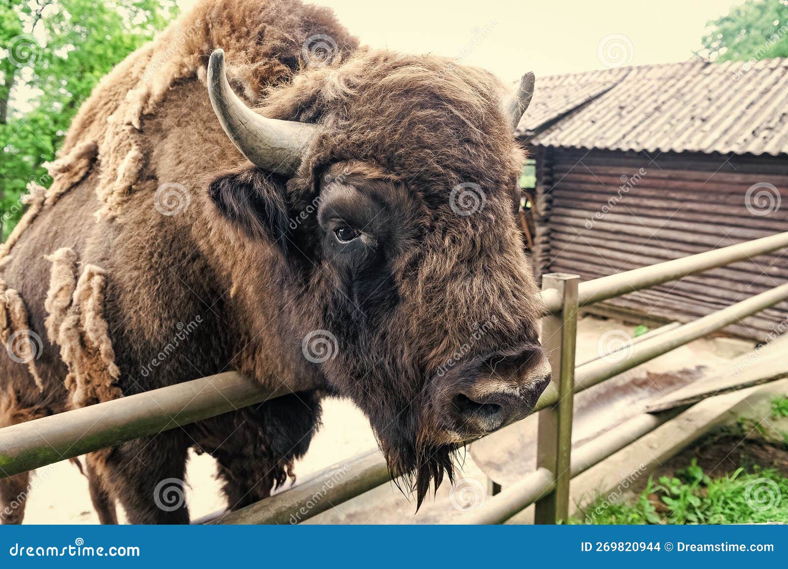 Big Bison Head in Zoo Animal Park Outside Stock Photo - Image of ...