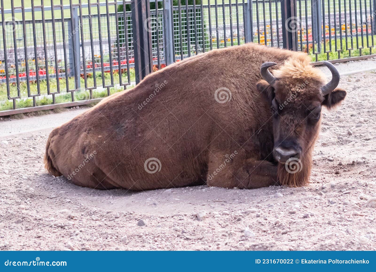 Sad Bison Lies On The Sand Royalty-Free Stock Image | CartoonDealer.com ...