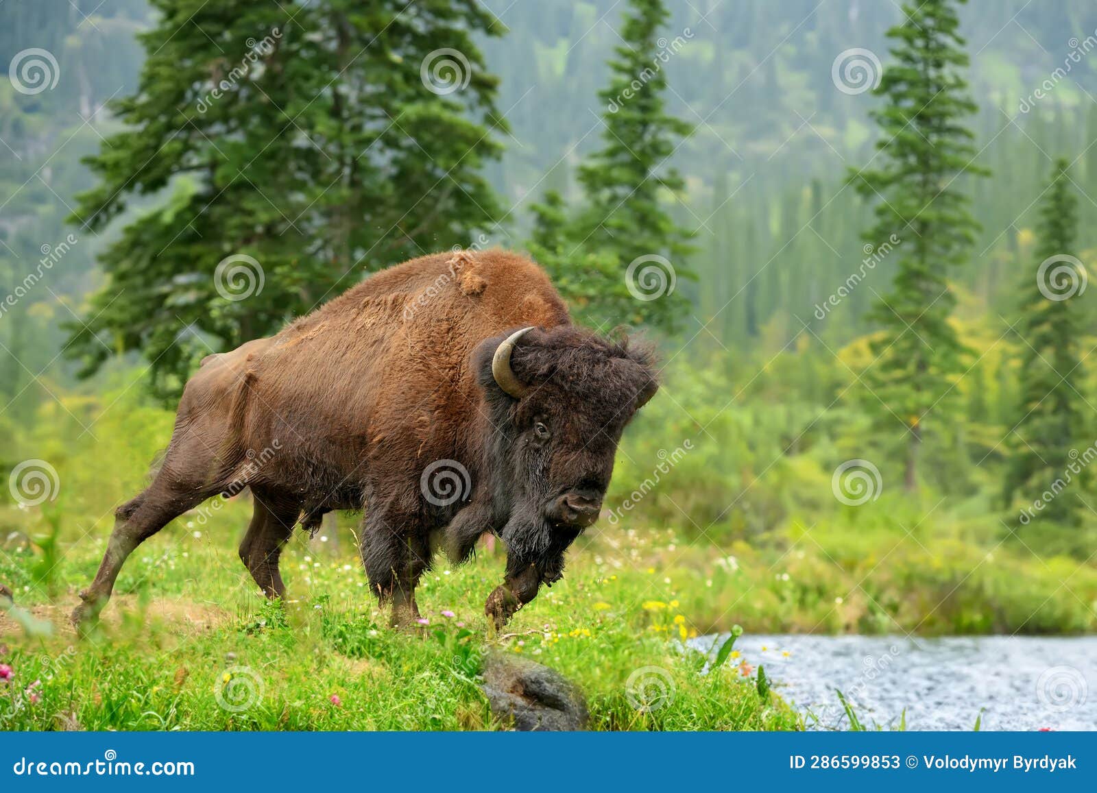 Big Bison in the National Park on the Shore of a Lake Stock Image ...