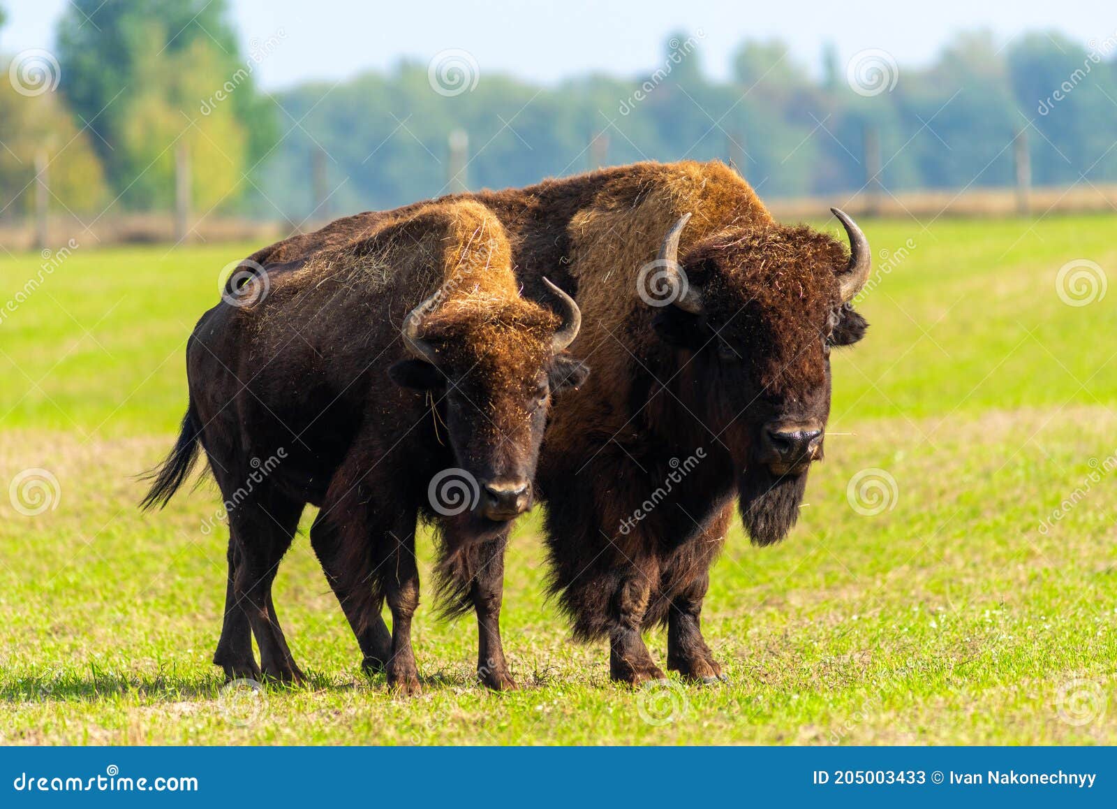 Big bison in nature stock image. Image of park, bonasus - 205003433
