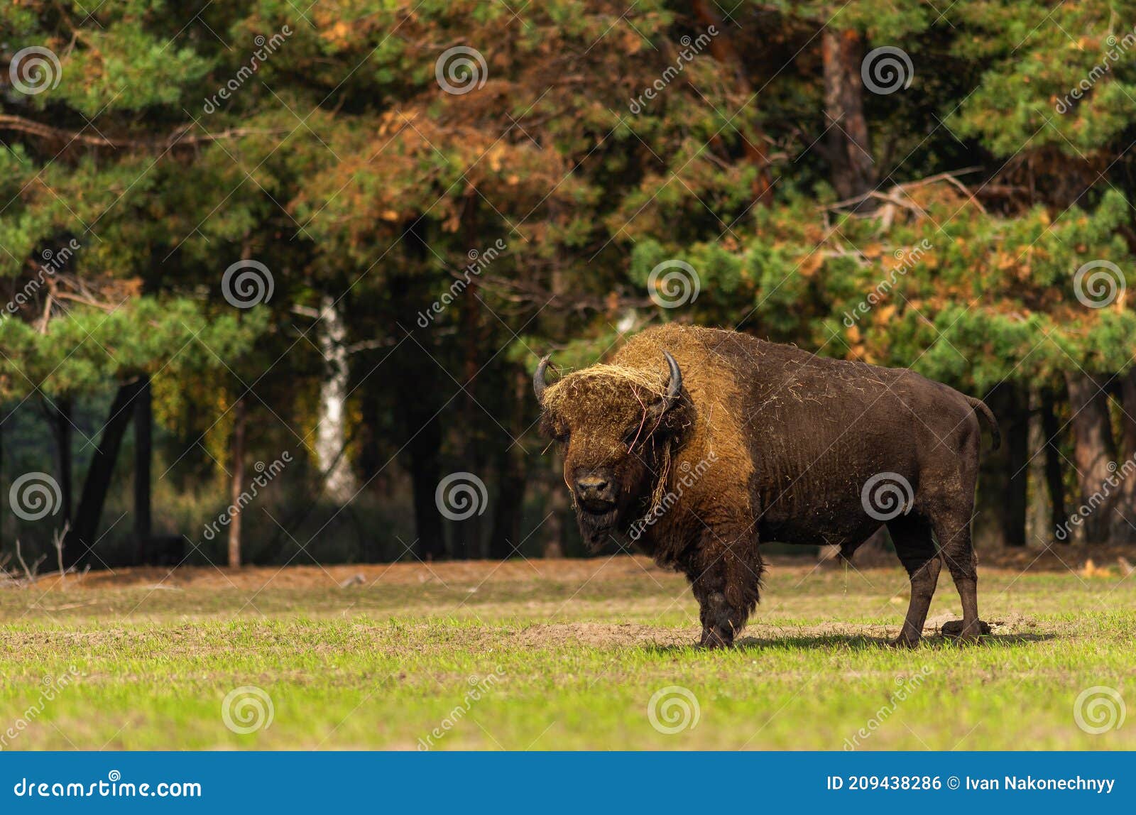 Big bison in nature stock photo. Image of bialowieza - 209438286