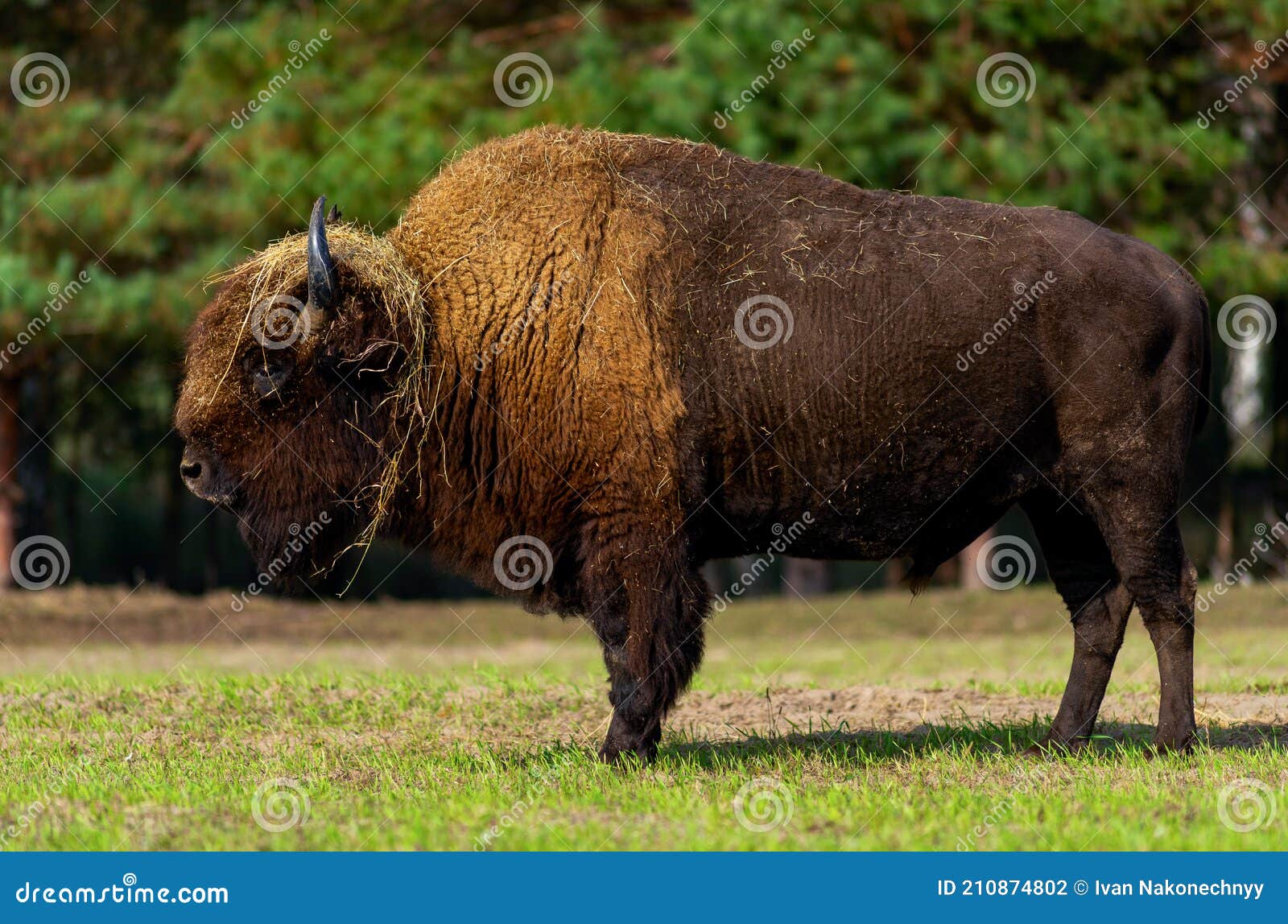 Big bison in nature stock photo. Image of brown, autumn - 210874802