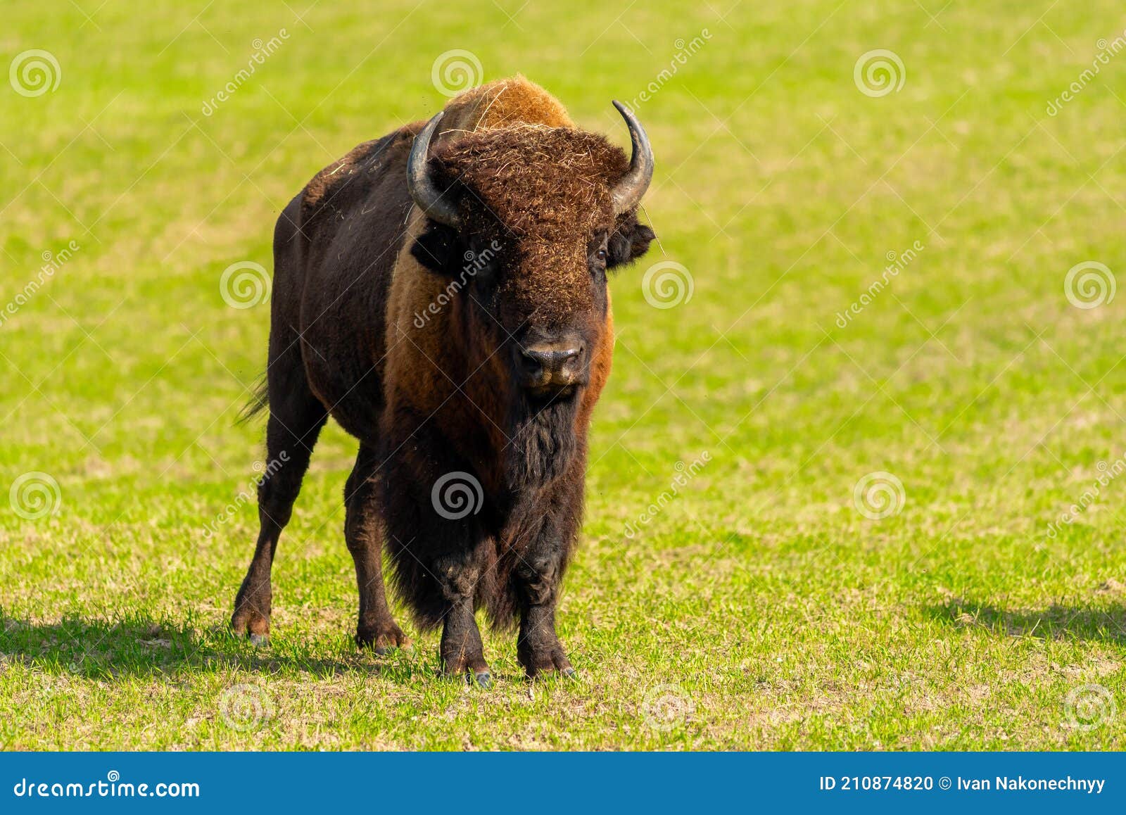 Big bison in nature stock photo. Image of mammal, animal - 210874820