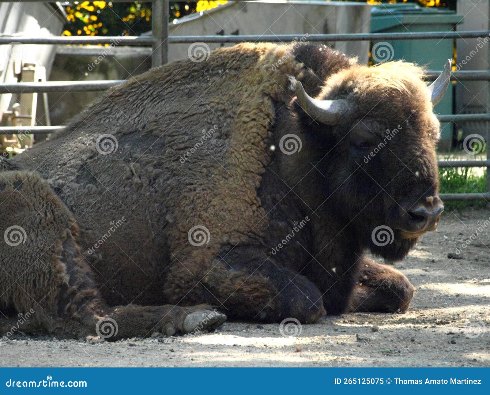Bison in the floor stock image. Image of cattle, grazing - 265125075