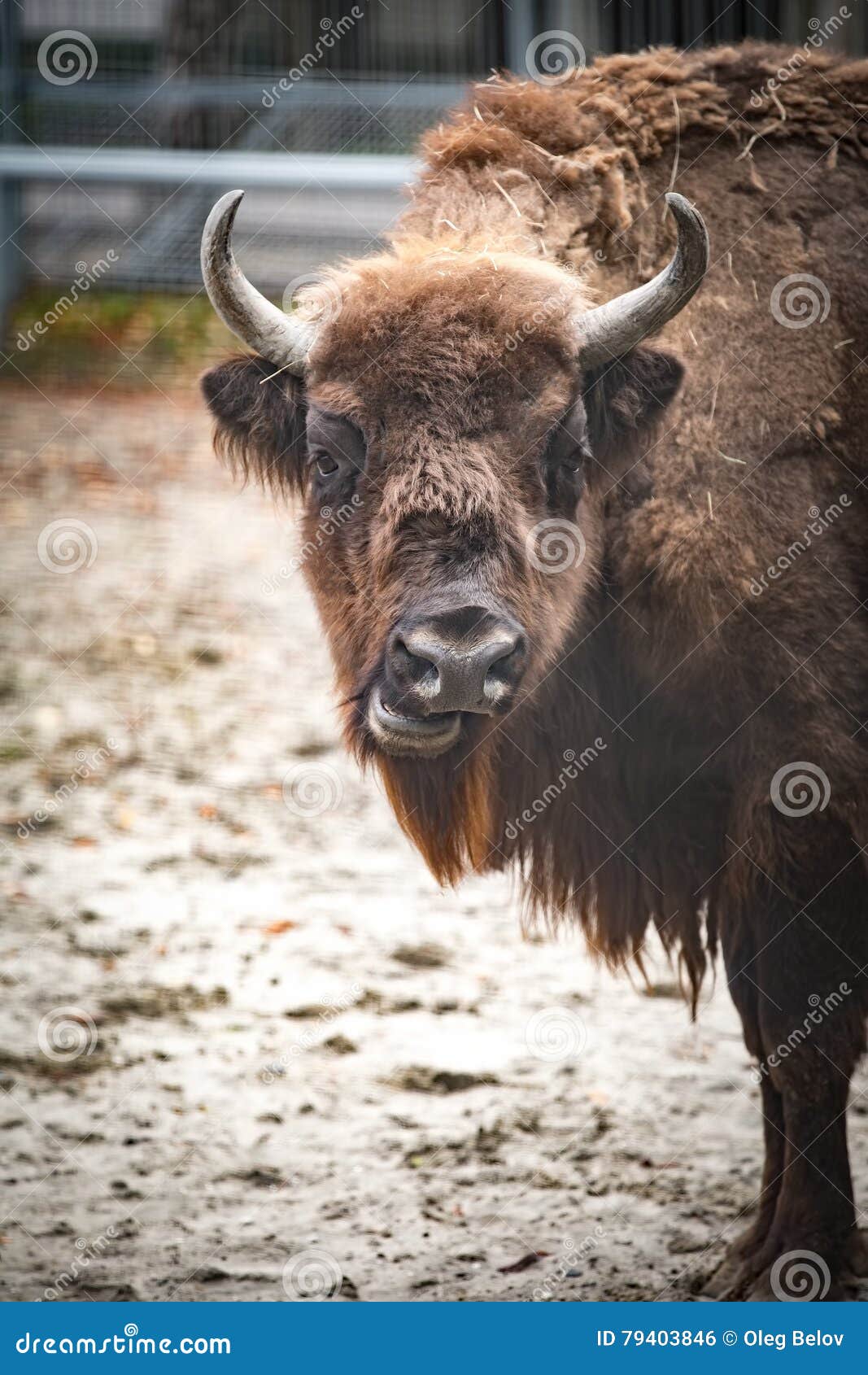 Big Bison Stands and Chews Hay in Corral Stock Photo - Image of bull ...