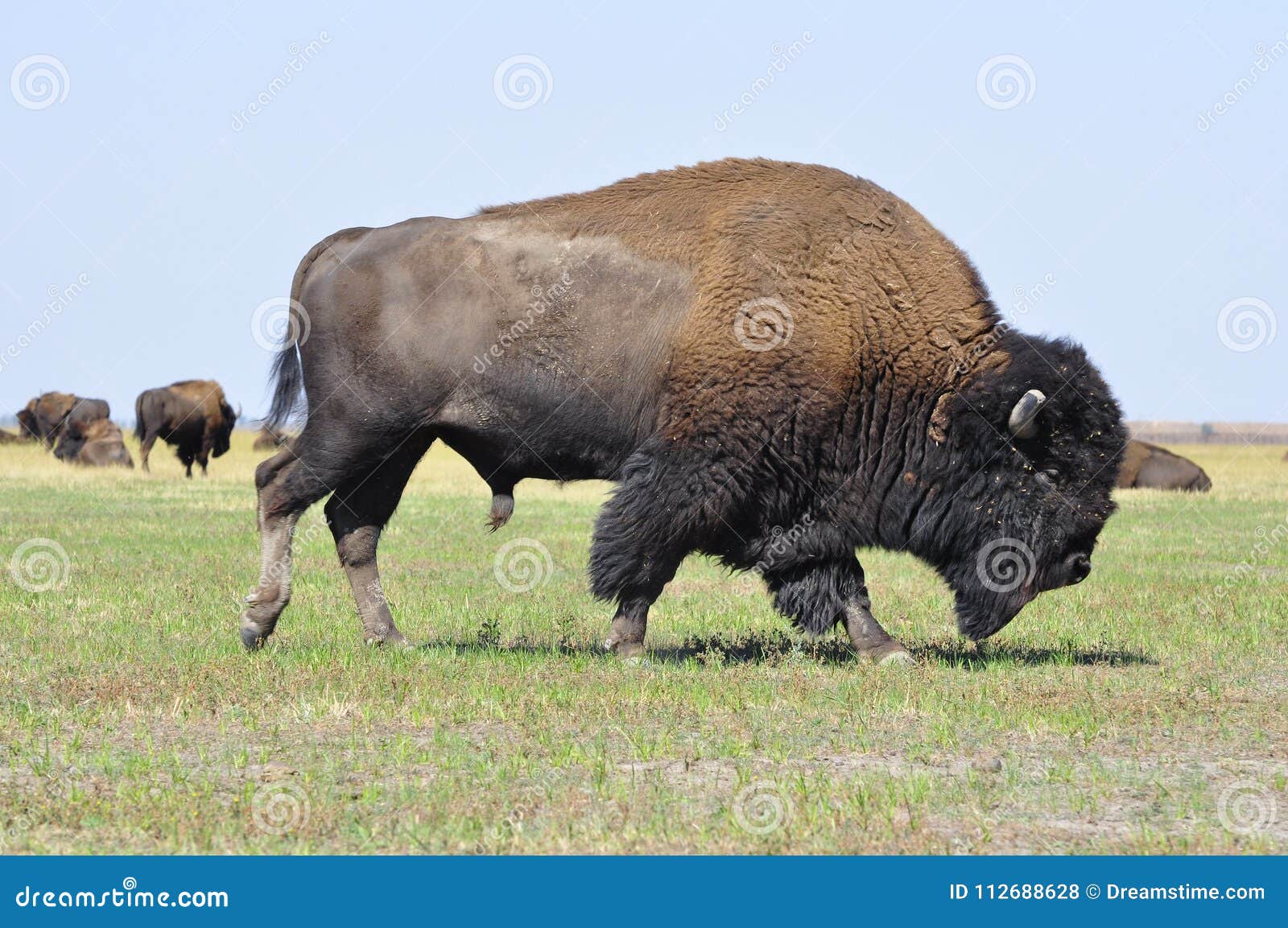 Big bison in the steppe stock photo. Image of bison - 112688628