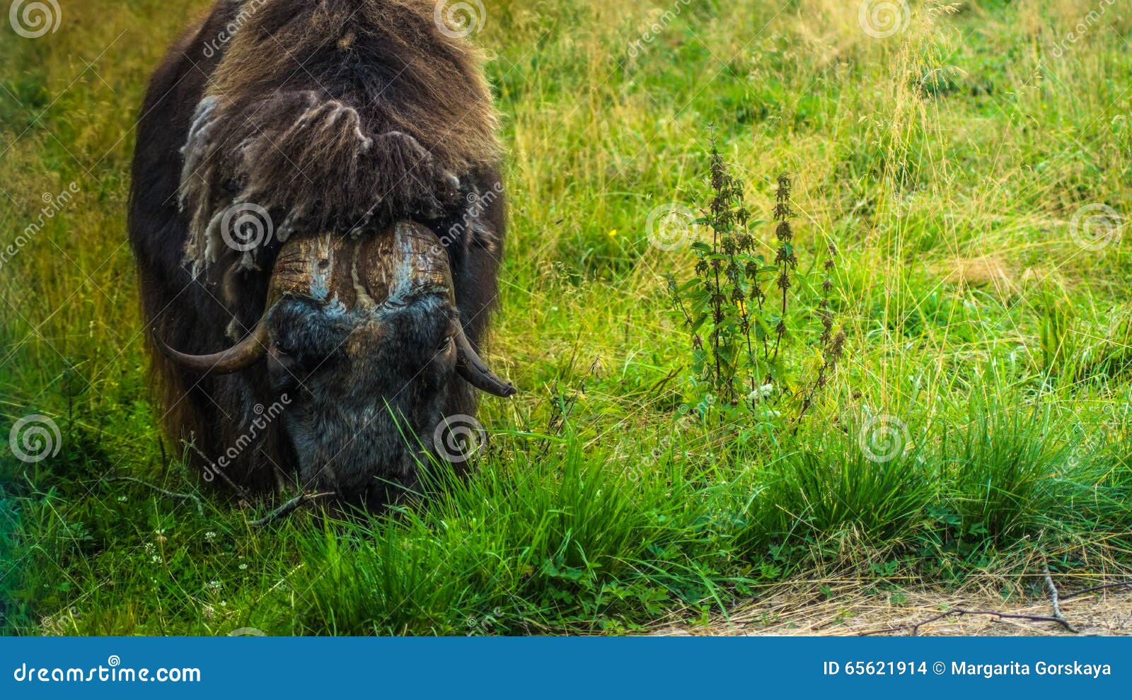Big Bizon stock photo. Image of hoof, meat, buffalo, tree - 65621914