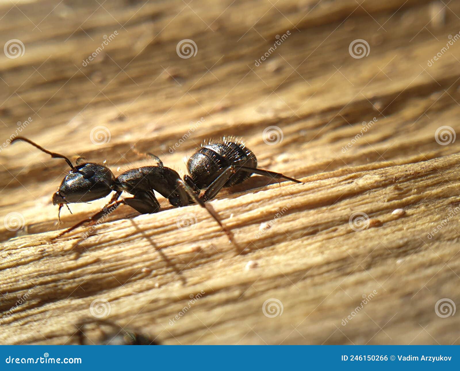 Big Black Ant Crawling on a Tree, Macroshoot Insects Stock Photo ...