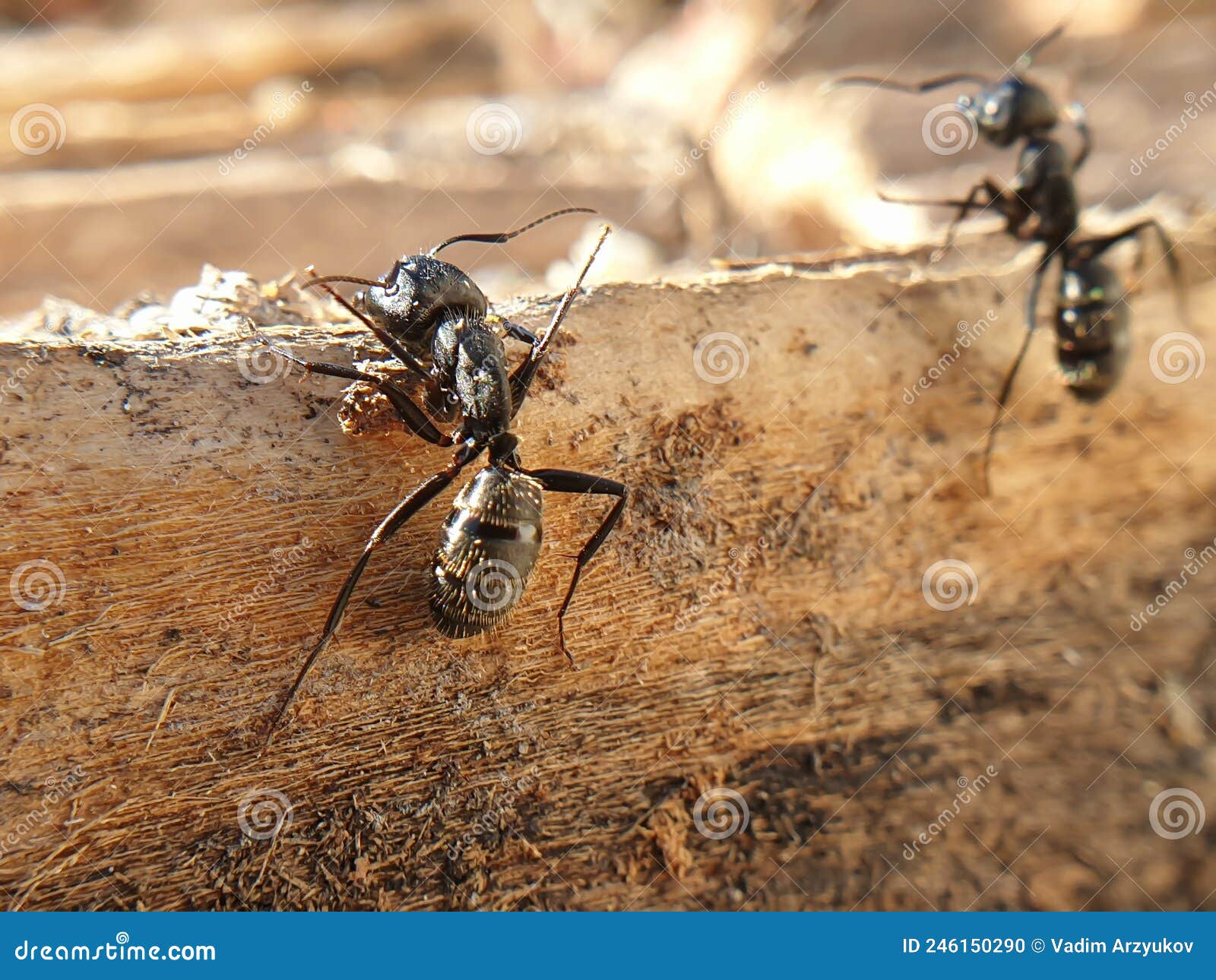 Big Black Ant Crawling on a Tree, Macroshoot Insects Stock Photo ...