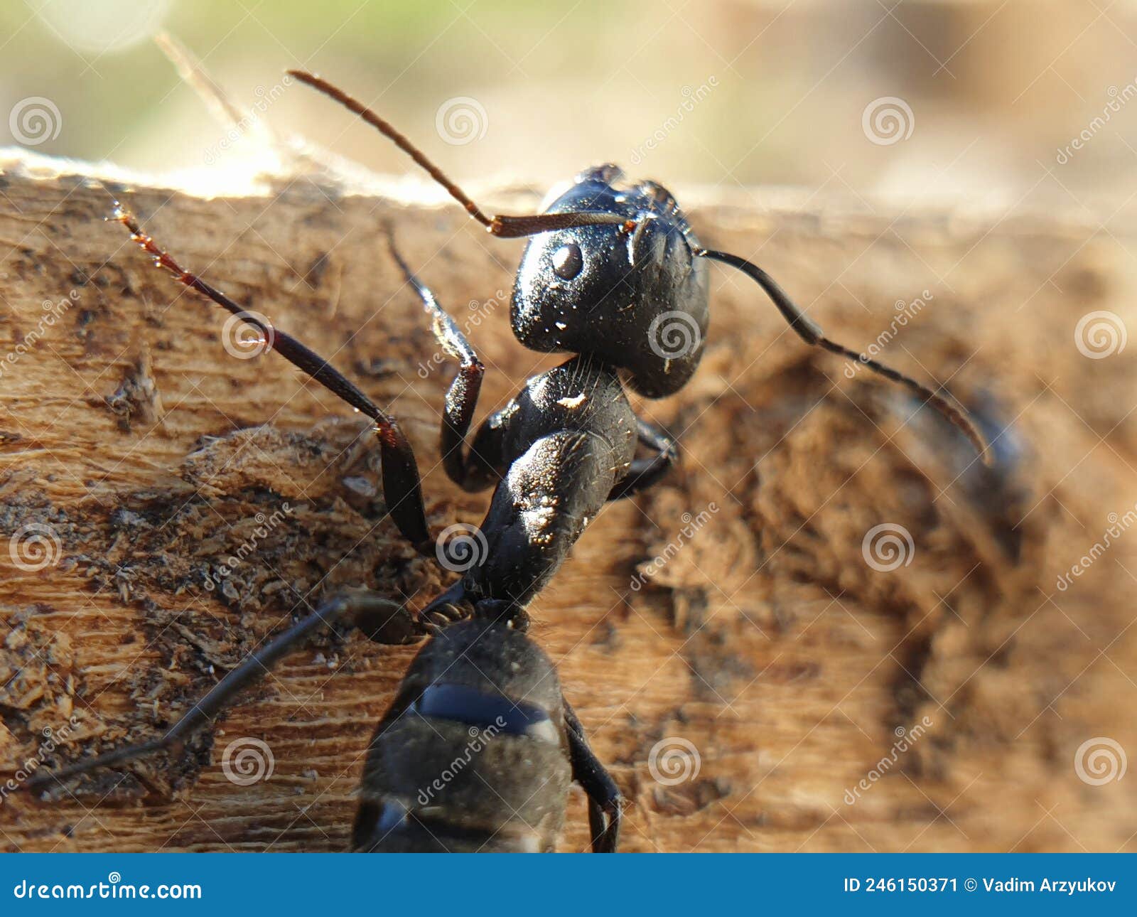 Big Black Ant Crawling on a Tree, Macroshoot Insects Stock Image ...