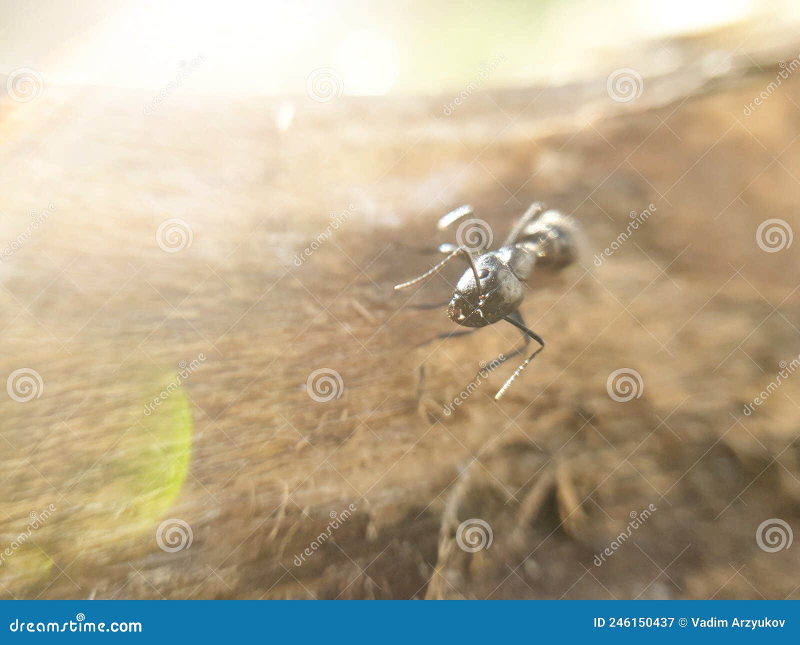 Big Black Ant Crawling on a Tree, Macroshoot Insects Stock Image ...