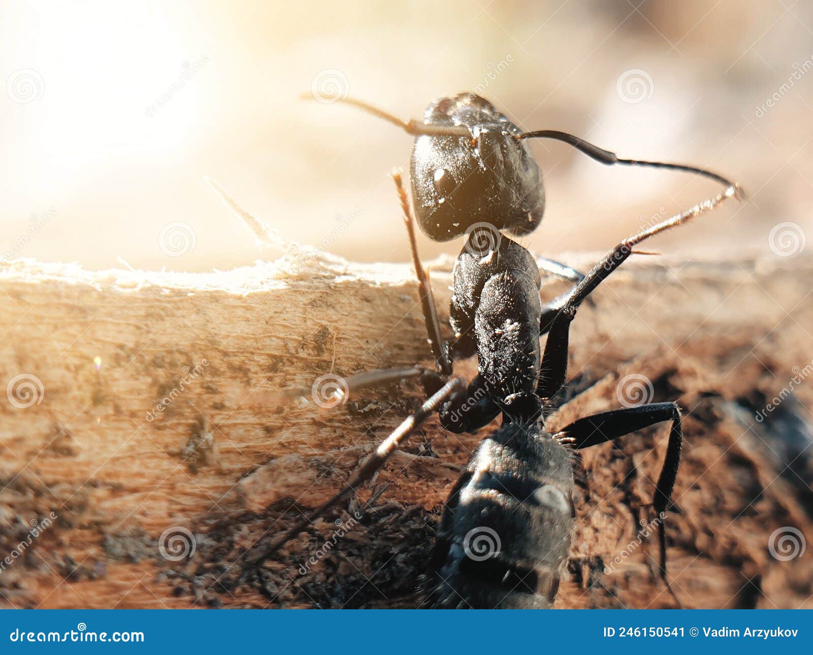 Big Black Ant Crawling on a Tree, Macroshoot Insects Stock Image ...
