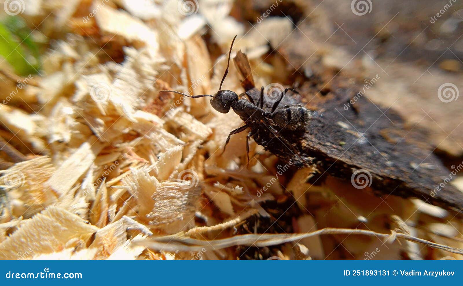 Big Black Ant Crawling on a Tree, Macroshoot Insects Stock Video ...